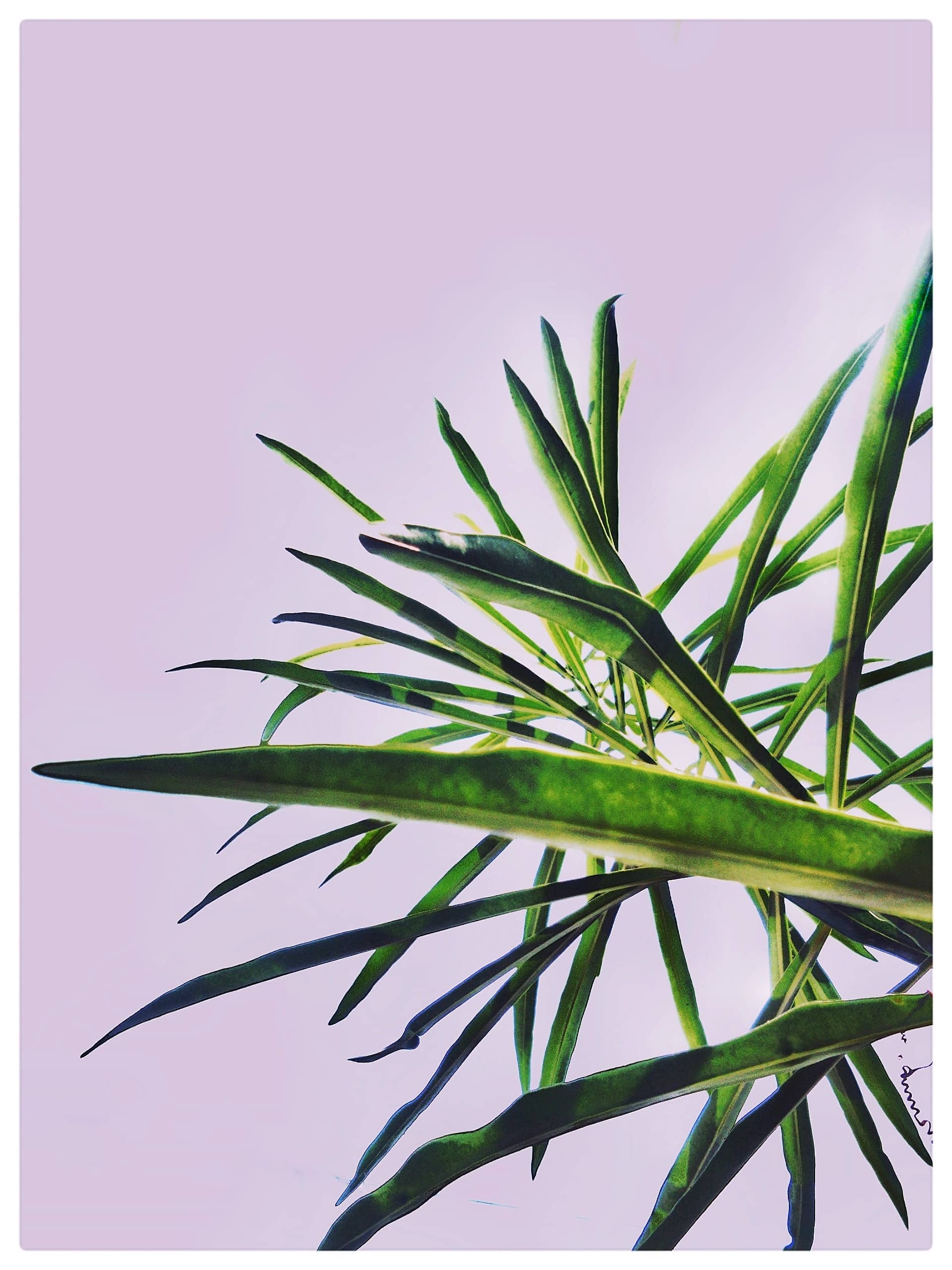 What is the luteal phase of the menstrual cycle?